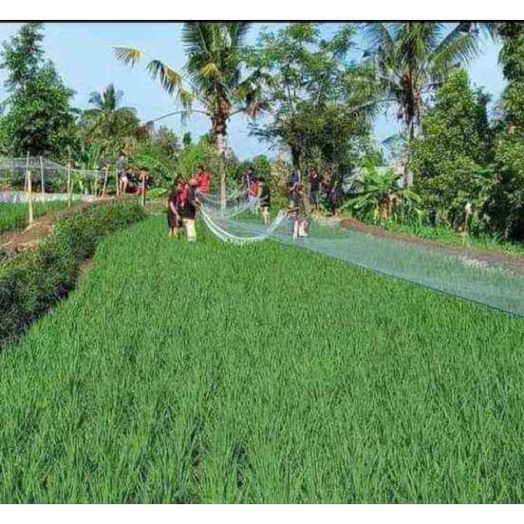 Jual Jaring burung, jaring padi, jaring emprit, jaring sawah 0 ...