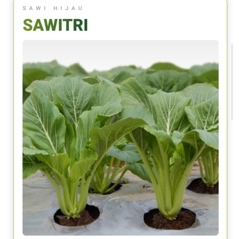 Jual Benih Sawi Hijau SAWITRI 25gram (Bintang Asia) | Shopee Indonesia