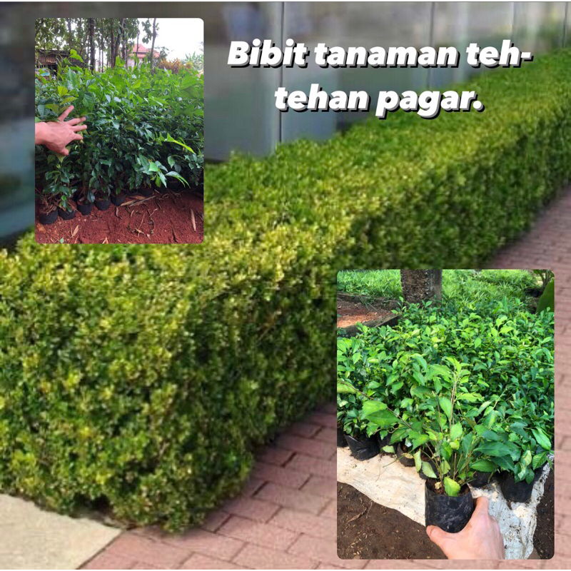 Jual tanaman teh tehan tinggi 1m / tanaman pagar / tanama teh tehan 1m ...