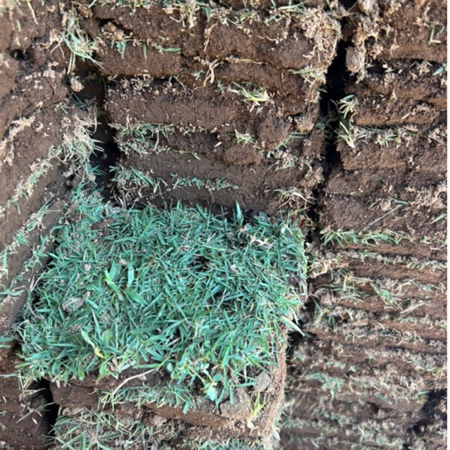 Jual Rumput Jepang / Rumput Gajah Asli / Rumput Taman / Rumput Hidup ...