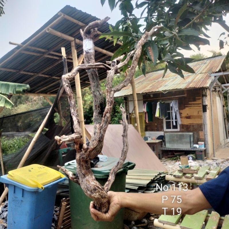 Jual akar santigi laut bongolan akar aquarium aquascape 113 | Shopee ...