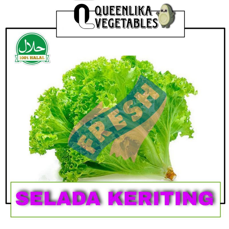 Jual selada keriting 1 kgsegar (lactuca sativa) | Shopee Indonesia
