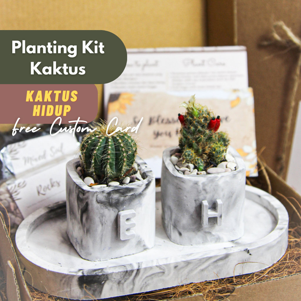 Jual Paket Hadiah Menanam Kaktus Hidup - DIY Planting Kit - Hampers ...
