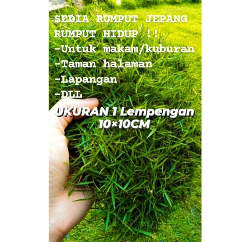 Jual Tanaman Rumput Jepang / peking 10×10cm Rumput Hidup | Shopee Indonesia
