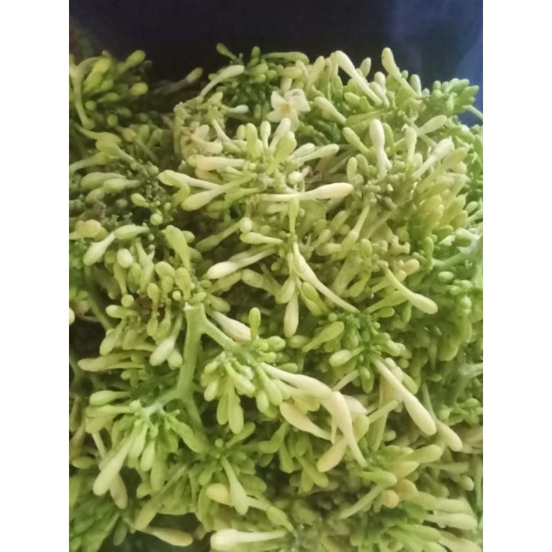 Jual Bunga Pepaya | Shopee Indonesia