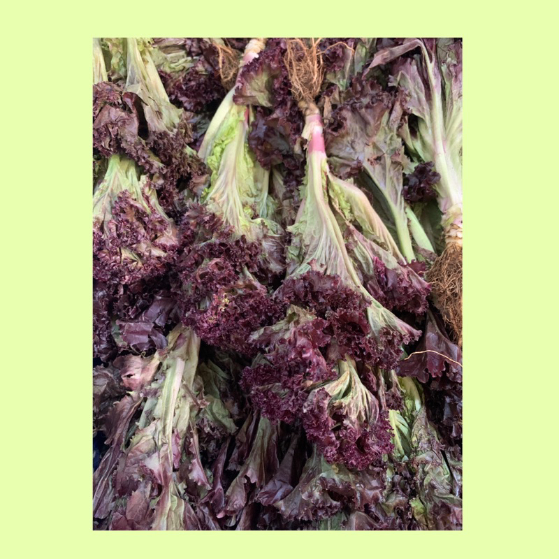 Jual selada lolorosa / selada merah / lolorosa | Shopee Indonesia