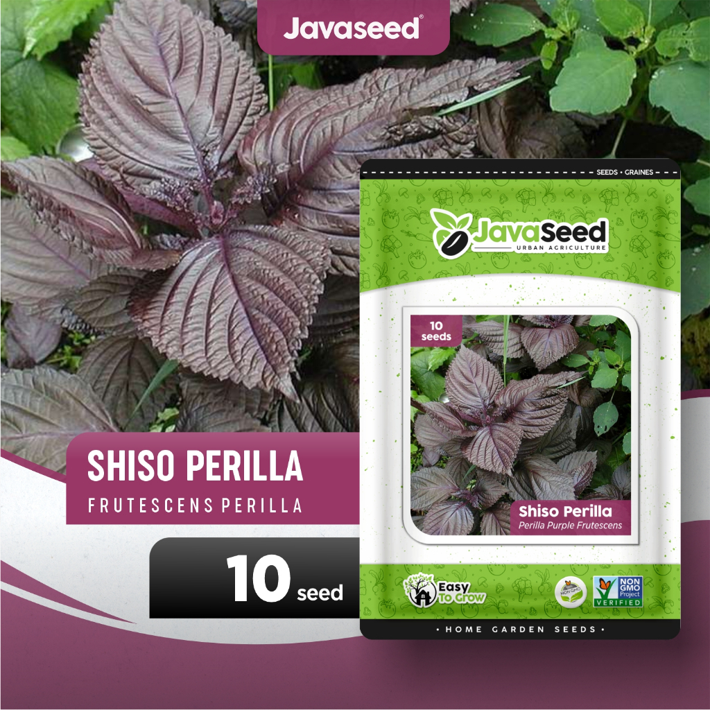 Jual JAVASEED - Benih Daun Shiso Merah Shiso Purple Perilla 10 Benih ...