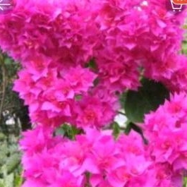 Jual Bunga Bugenvill Hidup Bunga Kertas Hawai Ungu Cherry Blossom