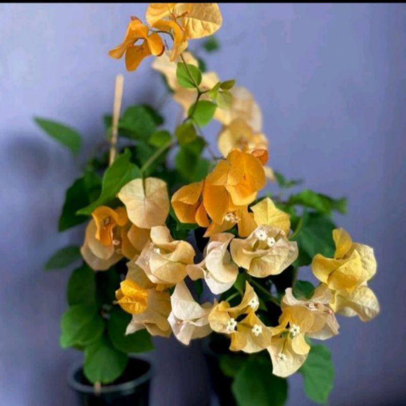 Jual NEW 9.9!!TANAMAN HIAS BOUGENVILLE GOLD MAWAR//BUGENVIL BUNGA ...