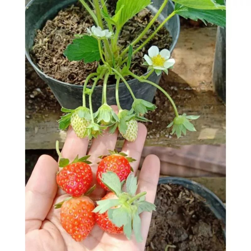 Jual Tanaman Bibit Buah STRWBERRY SUDAH BERBUAH / BERBUNGA CALIFORNIA | Shopee Indonesia