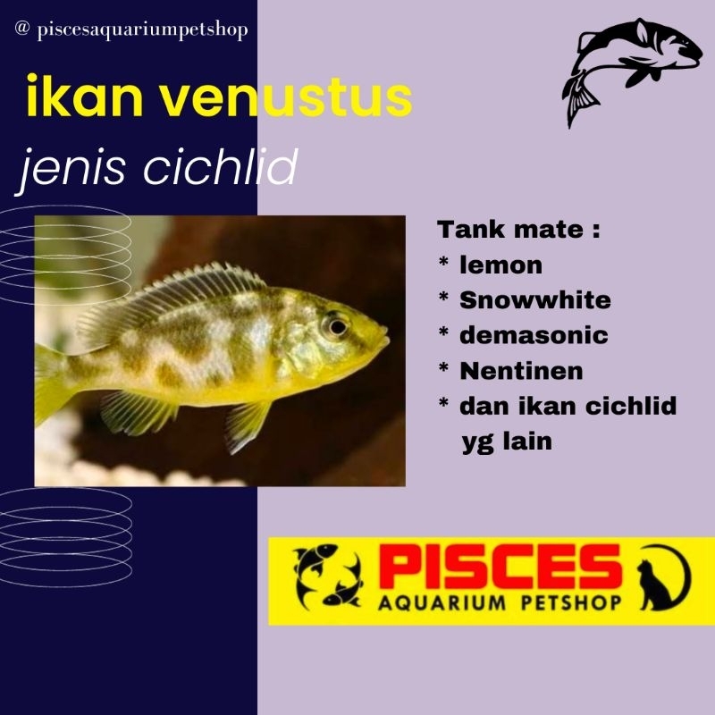 Jual IKAN HIAS VENUSTUS CICHLID | Shopee Indonesia