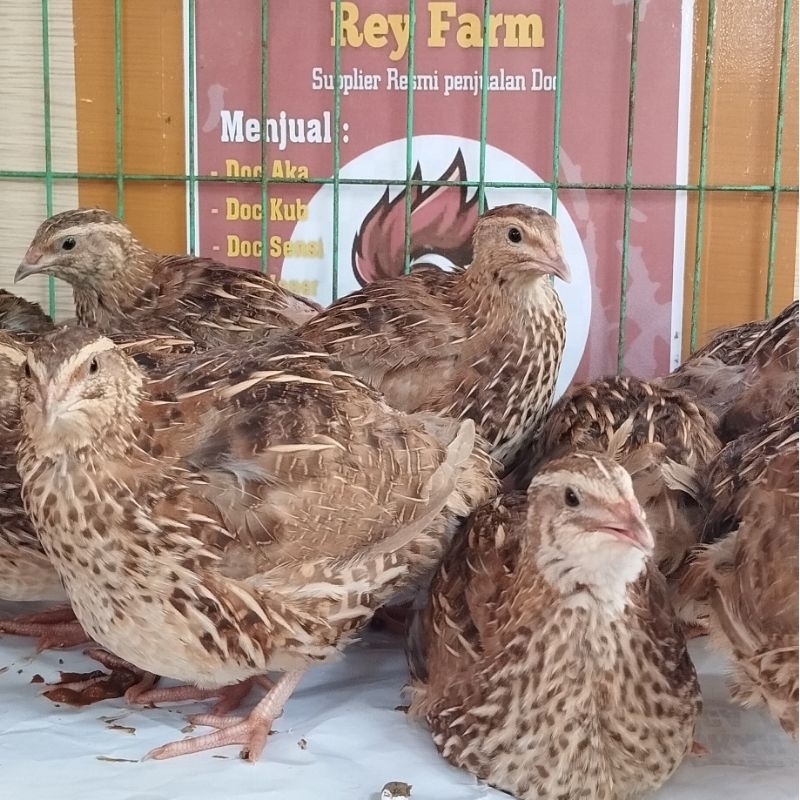 Jual BURUNG PUYUH BETINA PETELUR HIDUP | Shopee Indonesia