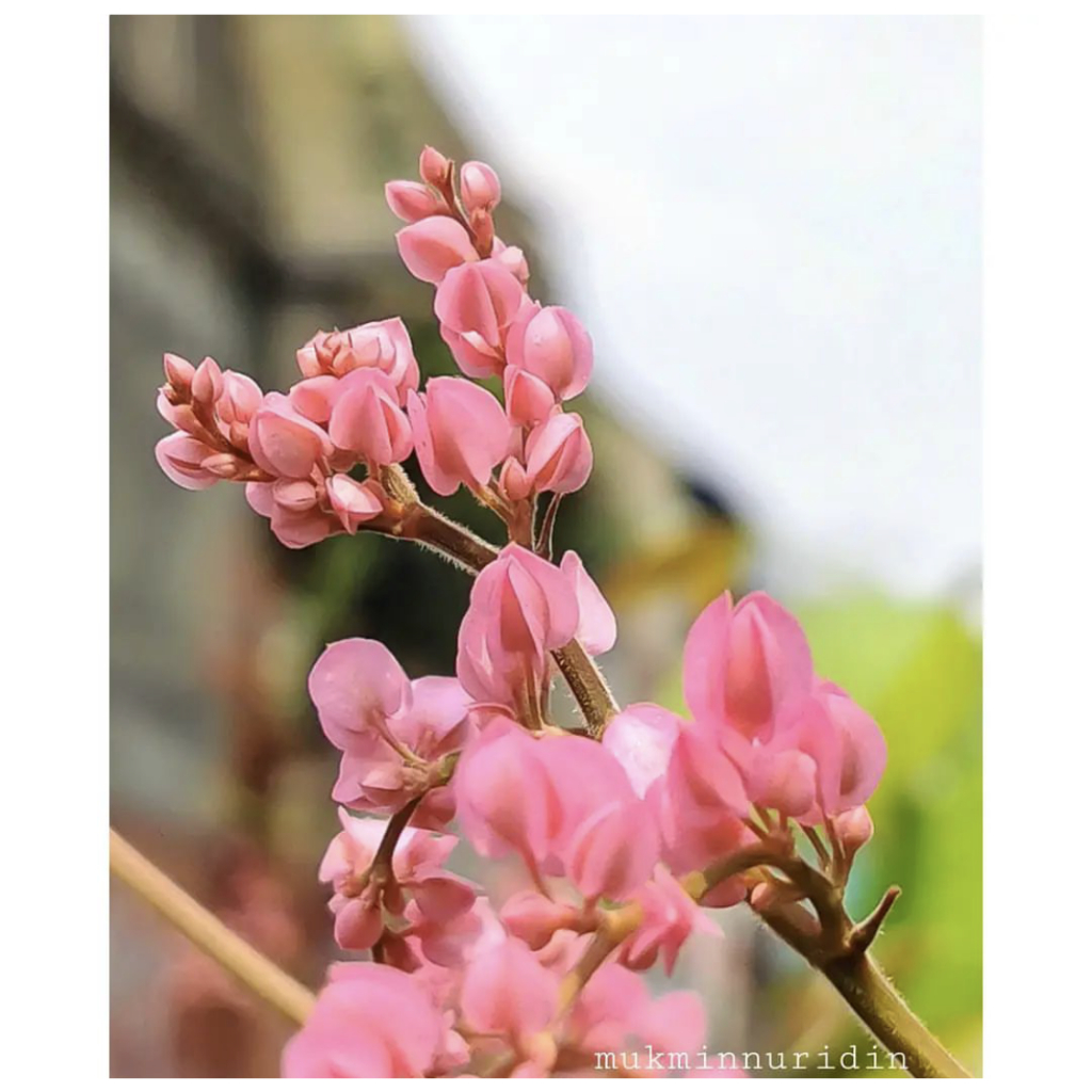 Jual Bibit Tanaman Bunga Air Mata Pengantin Pink I AMP I Bunga Vegetasi ...