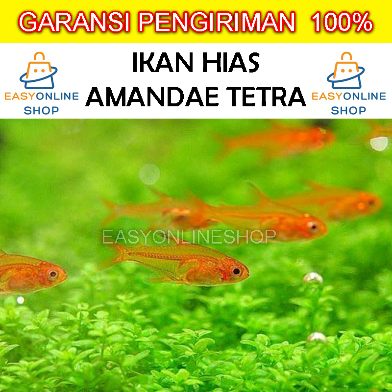 Jual Ikan Hias Amandae Ember Tetra ikan Amandai Ember Tetra Fish ikan ...