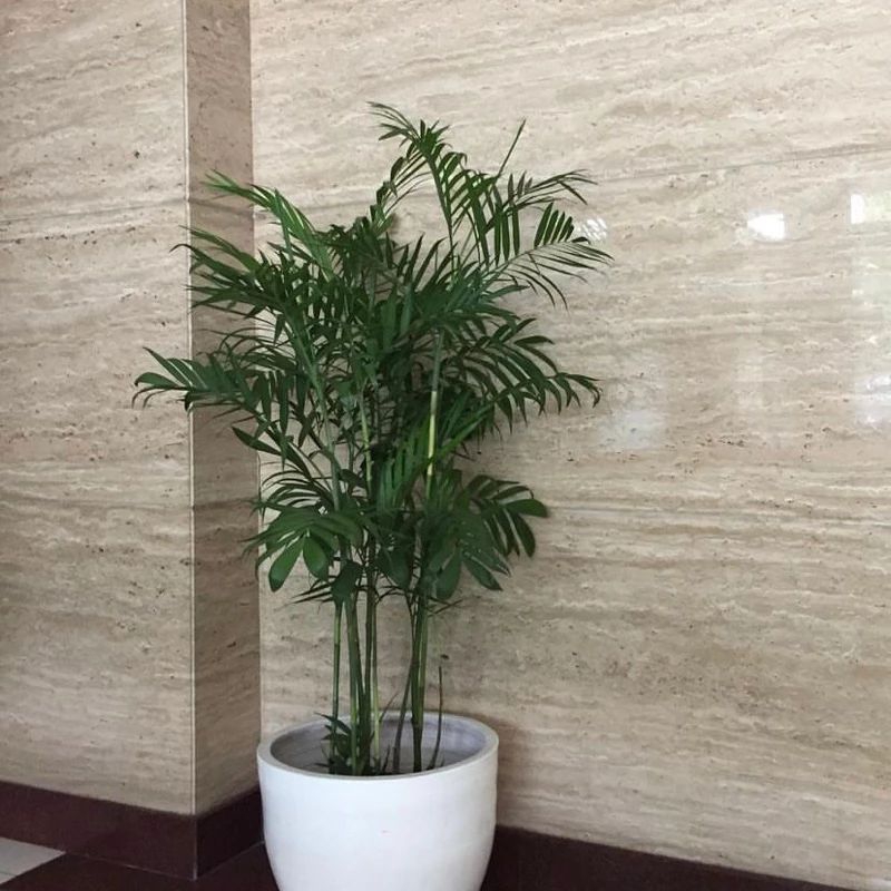 Jual Tanaman Hidup Indoor Palem Bambu Komodoria - Tanaman Hias Indoor ...