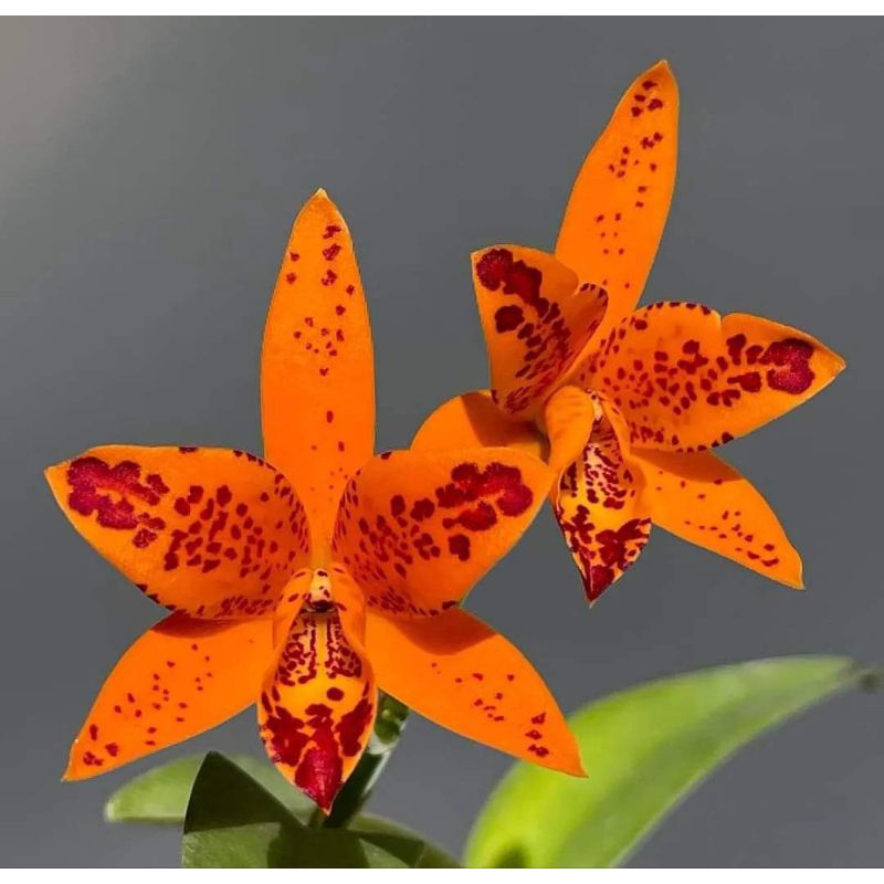 Jual Cattleya Aurantiaca Mishima ' Spot ' | Shopee Indonesia