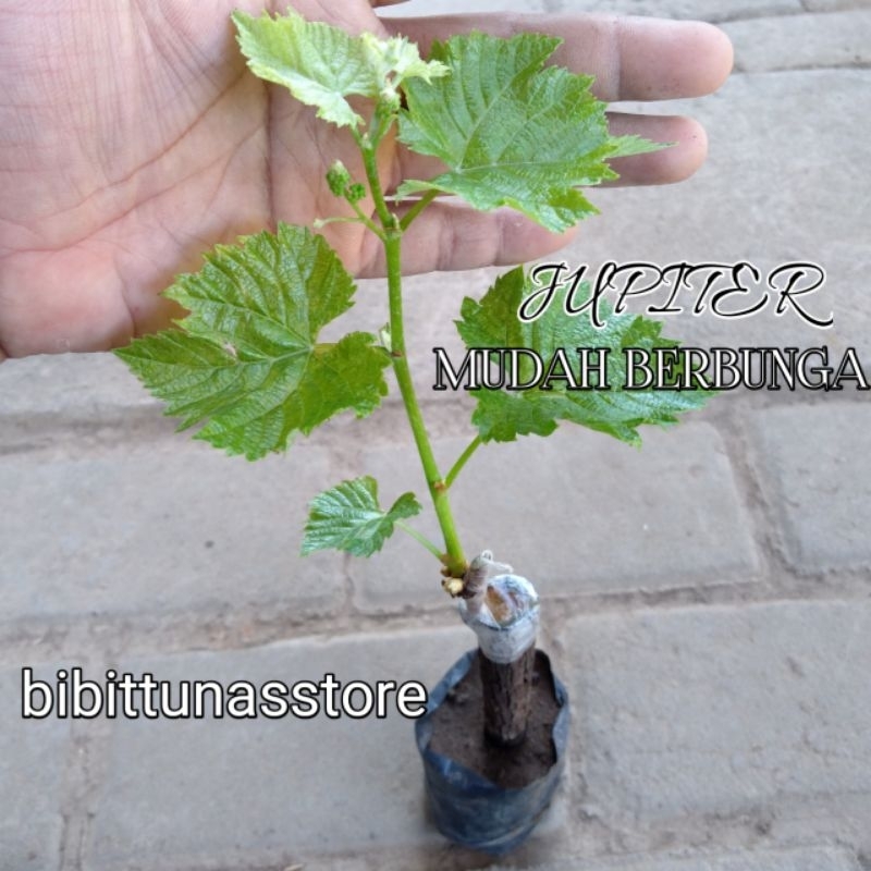 Jual Bibit Anggur Import Gratis Pupuk Jupiter Ninel Taldun dan berbagai ...