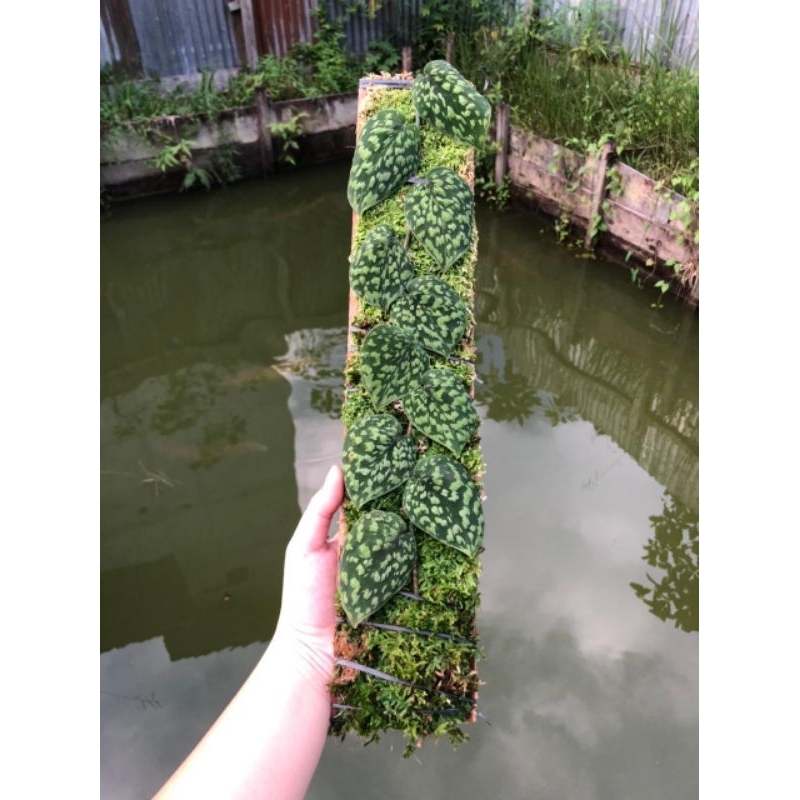 Jual Scindapsus Snake Stabilo ( Satu Paket isi 6 Pohon ) | Shopee Indonesia