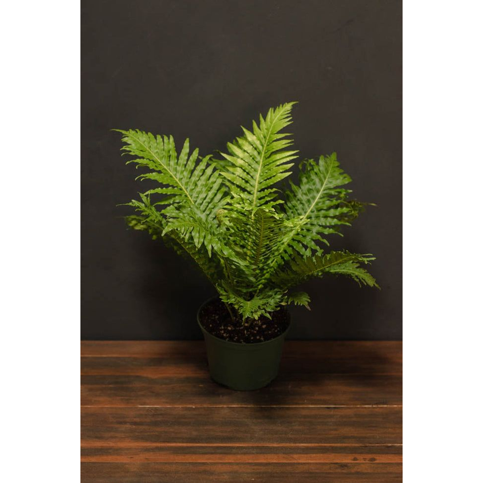 Jual plus pot - Tanaman hias pakis jibung - Pakis jibun - Tanaman pakis ...