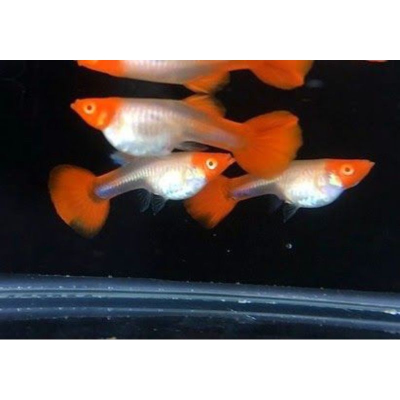 Jual ikan hias guppy albino koi ikan hias air tawar cocok untuk hiasan aquarium, kolam, dan ...