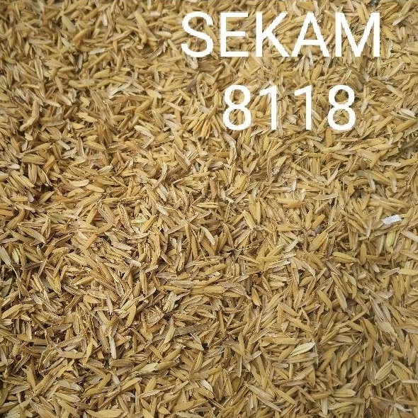 Jual SEKAM MENTAH KULIT PADI MEDIA TANAM 1KG/1000 gram | Shopee Indonesia