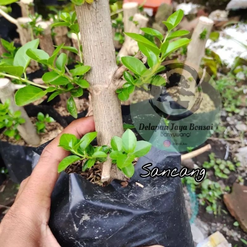 Jual bahan cangkokan pohon Sancang, Sancang ijo,bahan bonsai sancang ... Jual bahan cangkokan pohon Sancang, Sancang ijo,bahan bonsai sancang ...