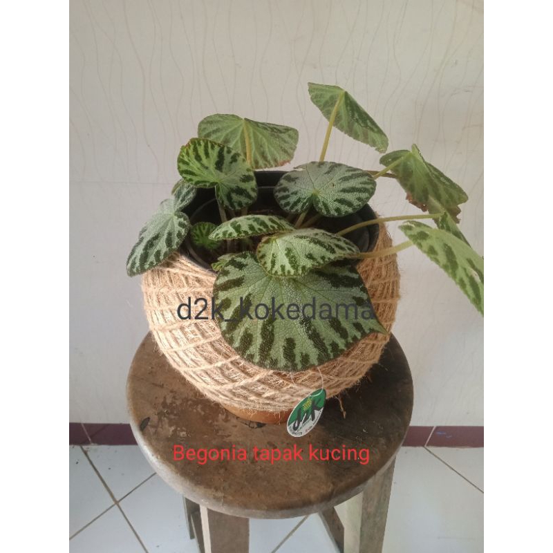 Jual Begonia tapak kucing | Shopee Indonesia
