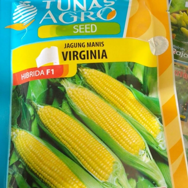 Jual BENIH JAGUNG MANIS HIBRIDA F1(100G) | Shopee Indonesia