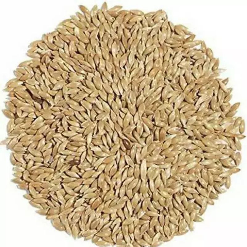 Jual KENARI SEED 1KG /1000 gram canary seed makanan burung kenari finch ...
