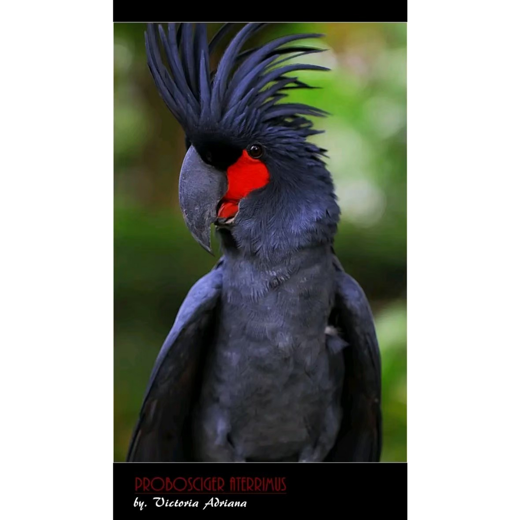 Jual telur fertil burung raja hitam siap tetas | Shopee Indonesia