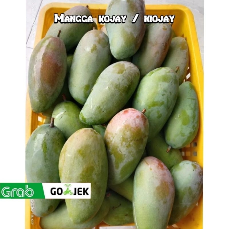 Jual BUAH MANGGA KOJAY / MANGGA THAILAND JAMIN MANIS 1kg | Shopee Indonesia