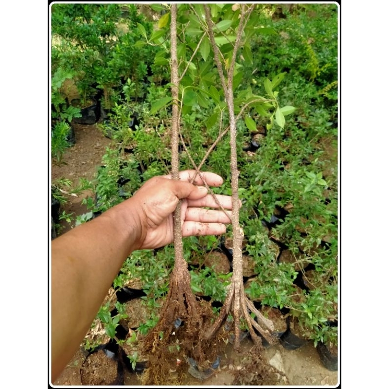 Jual bahan bonsai kimeng program akar | Shopee Indonesia Jual bahan bonsai kimeng program akar | Shopee Indonesia