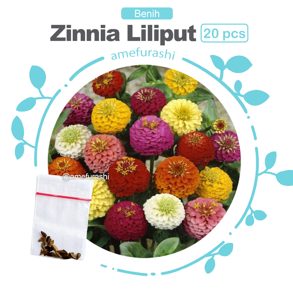 Jual Amefurashi 10 Benih Biji Bibit Bunga Peony Mix Paeonia Lactiflora ...