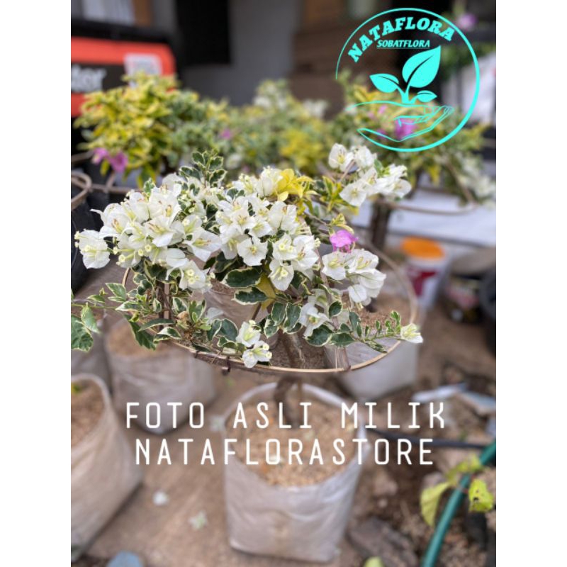 Jual NEW!!BOUGENVILLE 2 WARNA VARIEGATA BONSAI/Sudah Berbunga-Ungu ...