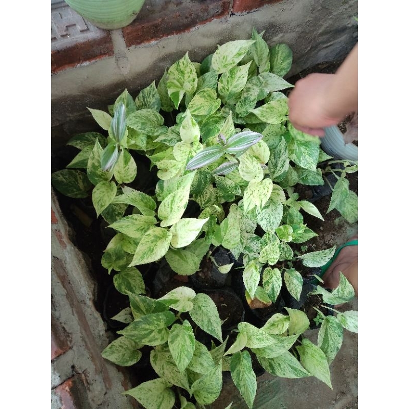 Jual TANAMAN HIAS SIRIH MANJULA / TANAMAN SIRIH GADING / SIRIH BELANDA ...