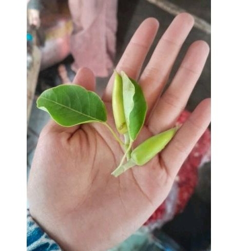 Jual bunga kantil berdaun | Shopee Indonesia