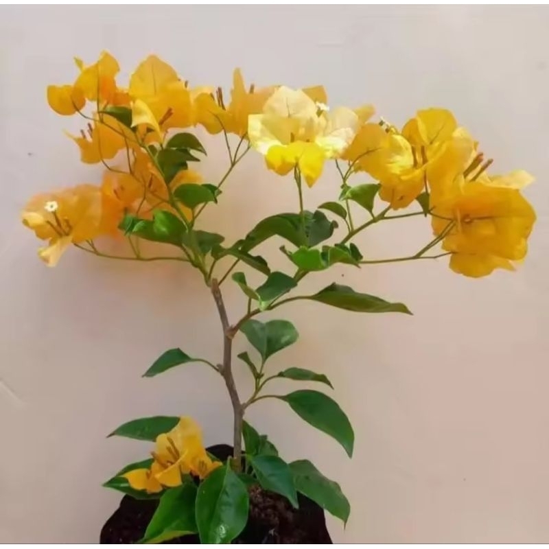 Jual Tanaman hias bougenville monalisa kuning - bougenville bunga ...