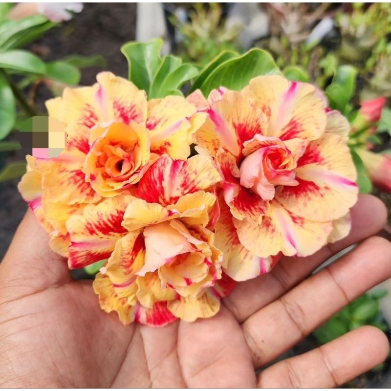 Jual NEW!!! TANAMAN HIAS ADENIUM KAMBOJA JEPANG BUNGA TUMPUK KUNING ...