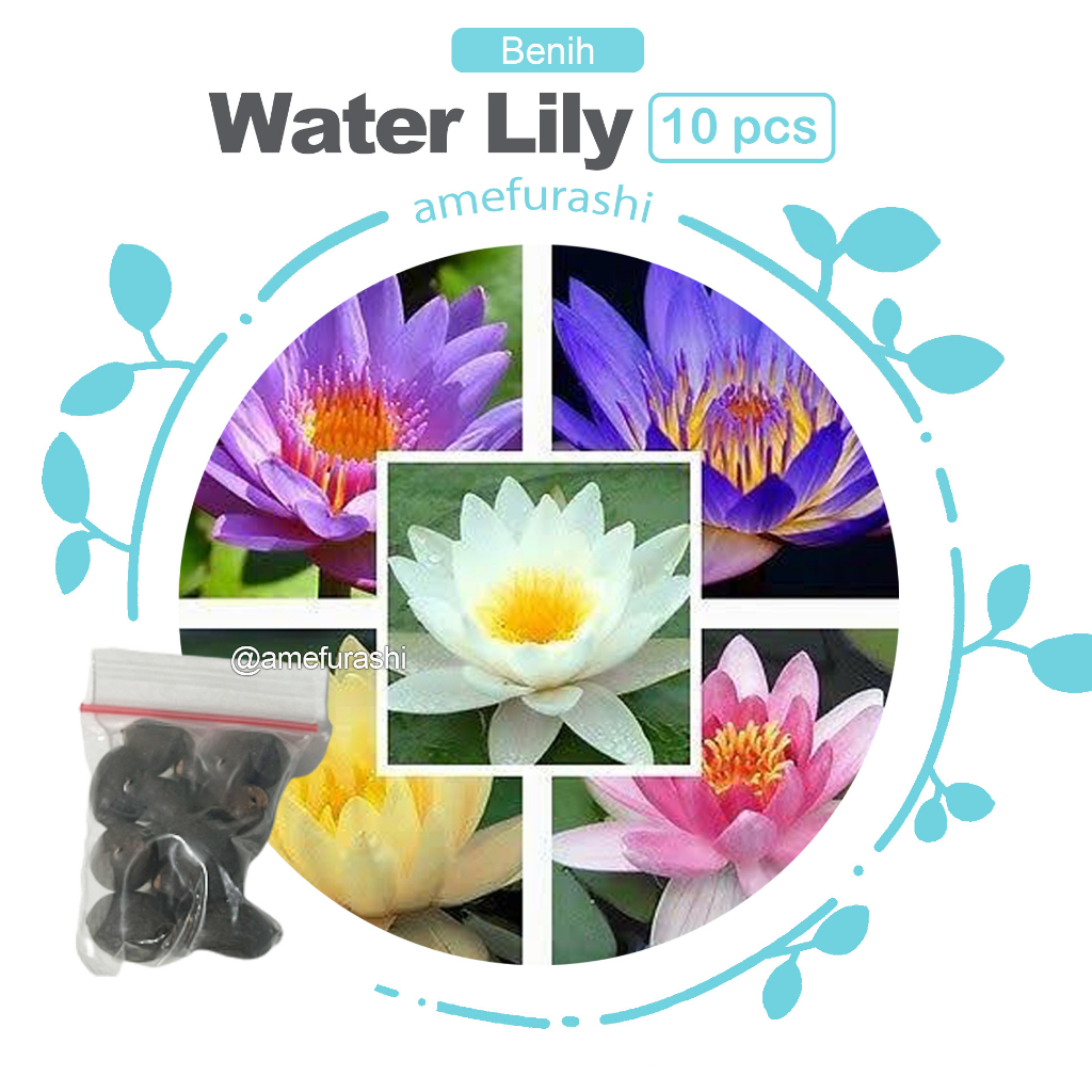 Jual Amefurashi 10 Biji Bibit / Benih / Seeds Bunga Nymphaea Water Lily ...