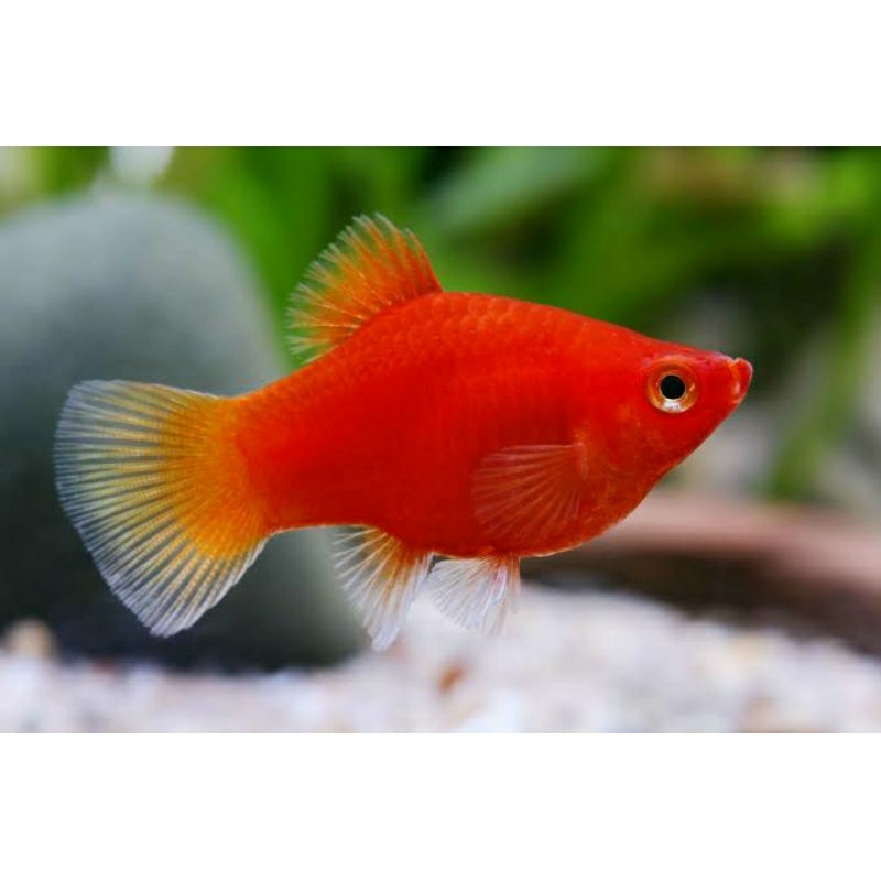 Jual ikan hias platy coral red / ikan platy merah / ikan molly merah ...