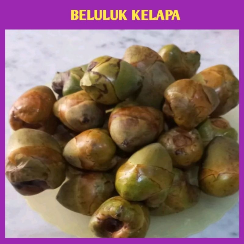 Jual beluluk kelapa/ pentil kelapa | Shopee Indonesia