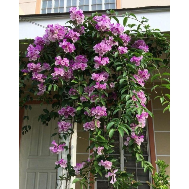 Jual Tanaman Bunga rambat garlic vine/bunga stefenut | Shopee Indonesia