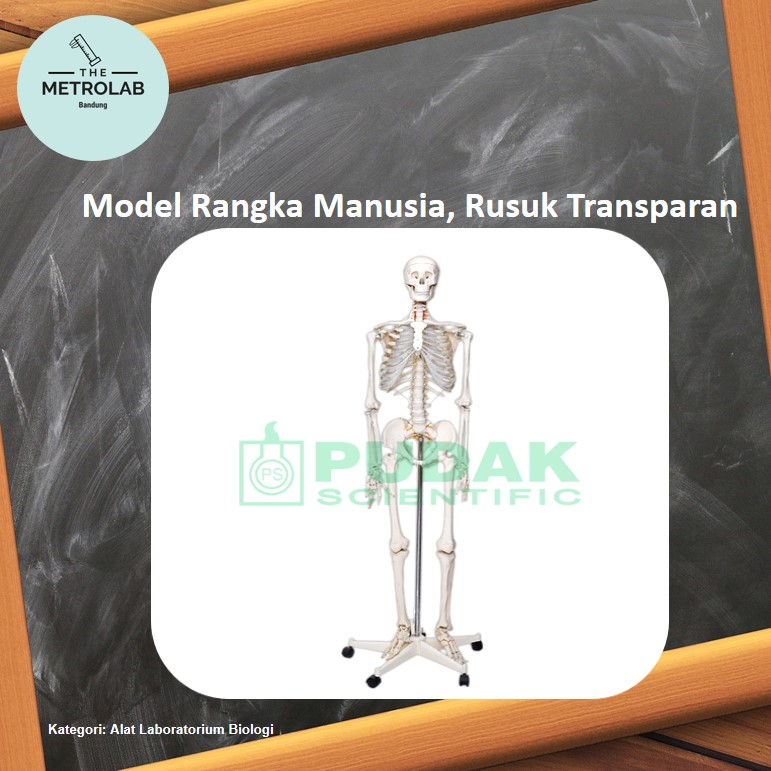 Jual Model Rangka Manusia | Rusuk Transparan | Shopee Indonesia