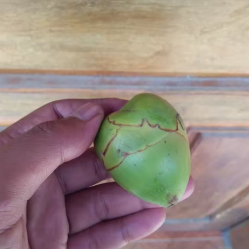 Jual Beluluk kelapa hijau tembeluluk kelapa muda isi 20pcs frash ...