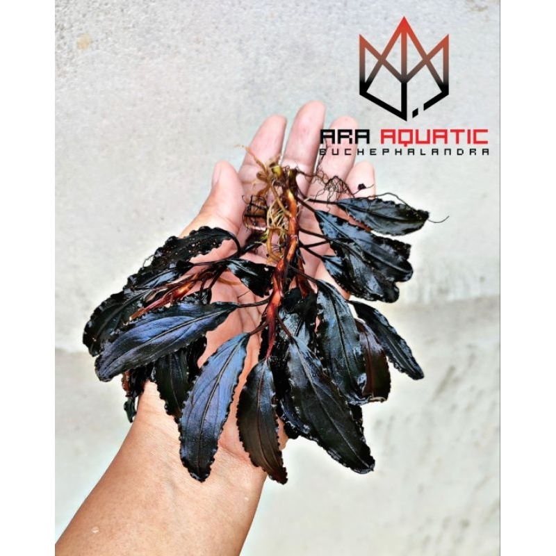 Jual bucephalandra black venty (5 pcs) | Shopee Indonesia