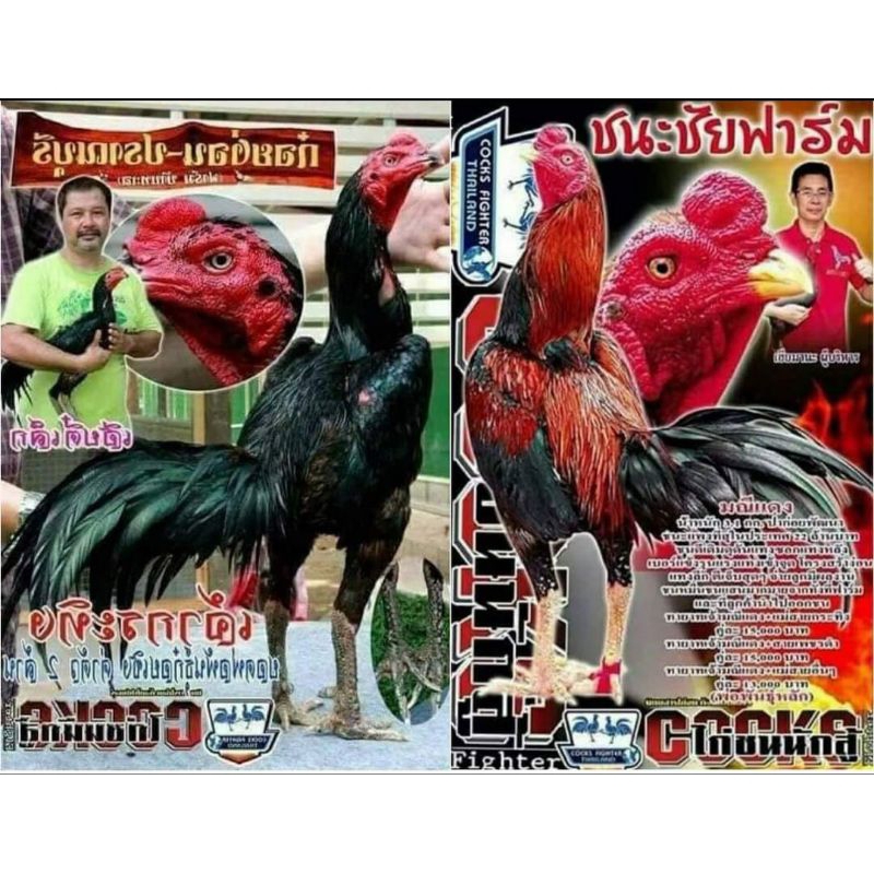 Jual Telur fertil pakhoy trah maneedaeng x blackbull x black rose x ...
