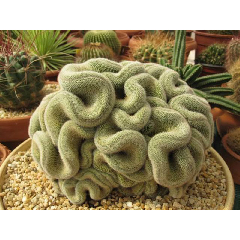Jual MAMMILLARIA PERBELLA CRISTATA / MAMMILLARIA MICROTHELE CRISTATA ...