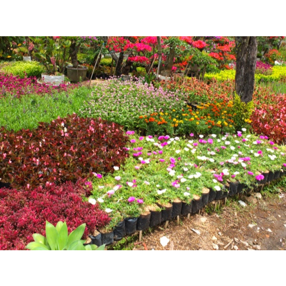 Jual Seed Center Aneka Tanaman Bunga | Shopee Indonesia