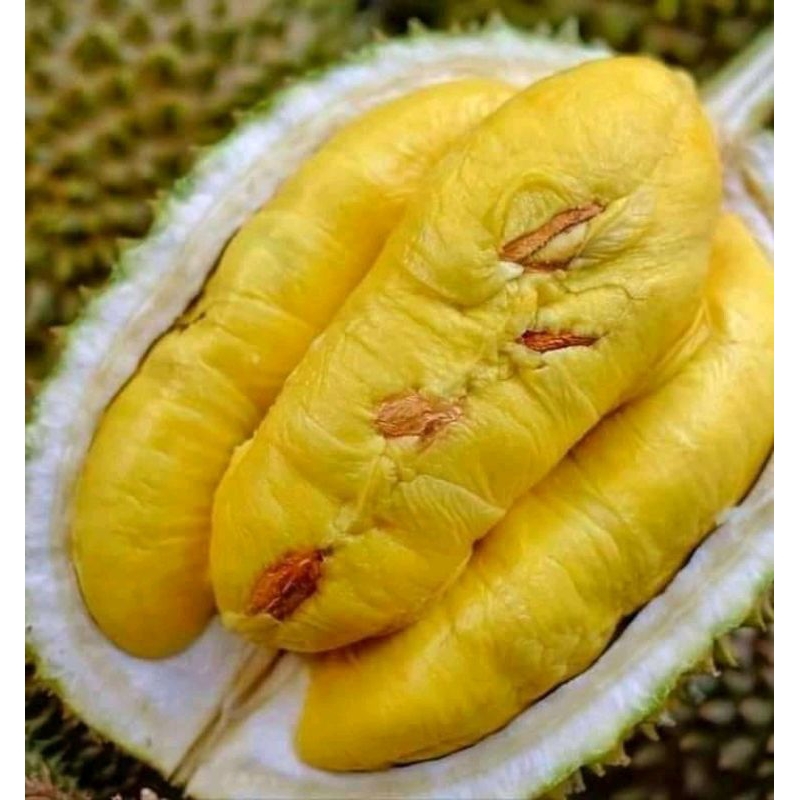Jual Bibit Durian Kaki 3 Jenis Musangking | Shopee Indonesia Jual Bibit Durian Kaki 3 Jenis Musangking | Shopee Indonesia