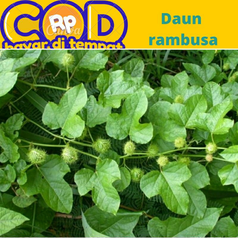 Jual daun rambusa segar di petik saat di pesan 500 gram | Shopee Indonesia